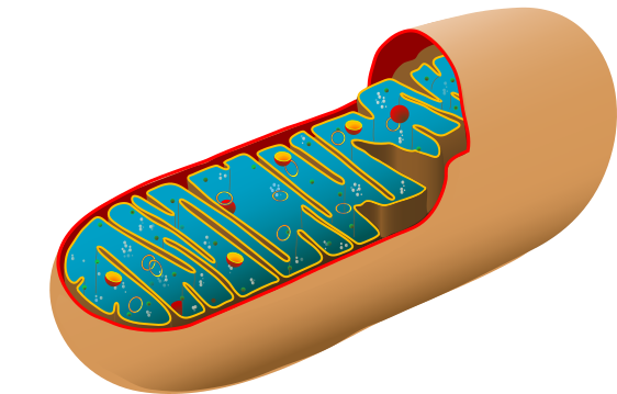DNA Basics: Mitochondrial DNA – The DNA Geek
