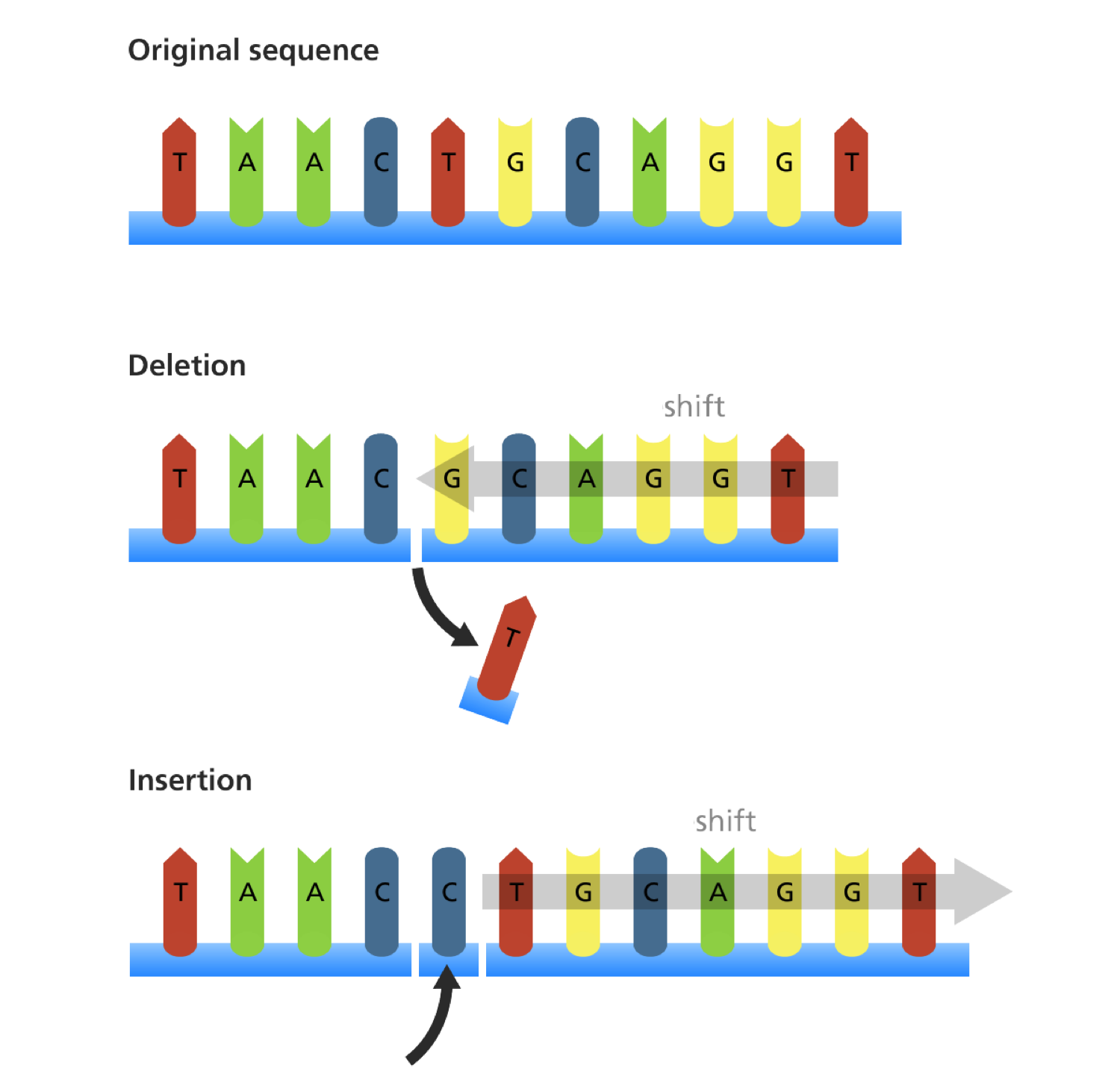 Dna Basics Mutations The Dna Geek
