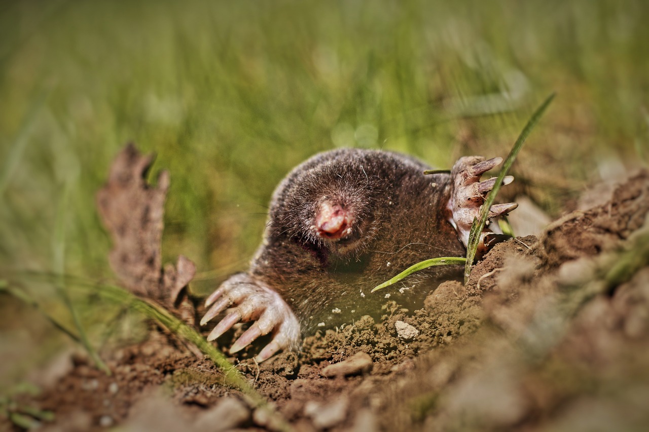 The Molehill and the Mountain – The DNA Geek